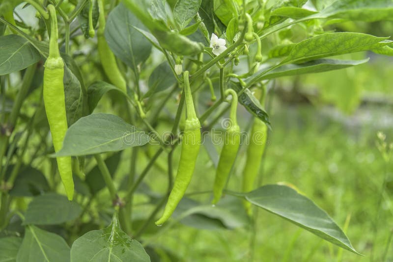 Chilli Field in Agricultural Garden,Ripe Green Chilli on a Tree Stock ...
