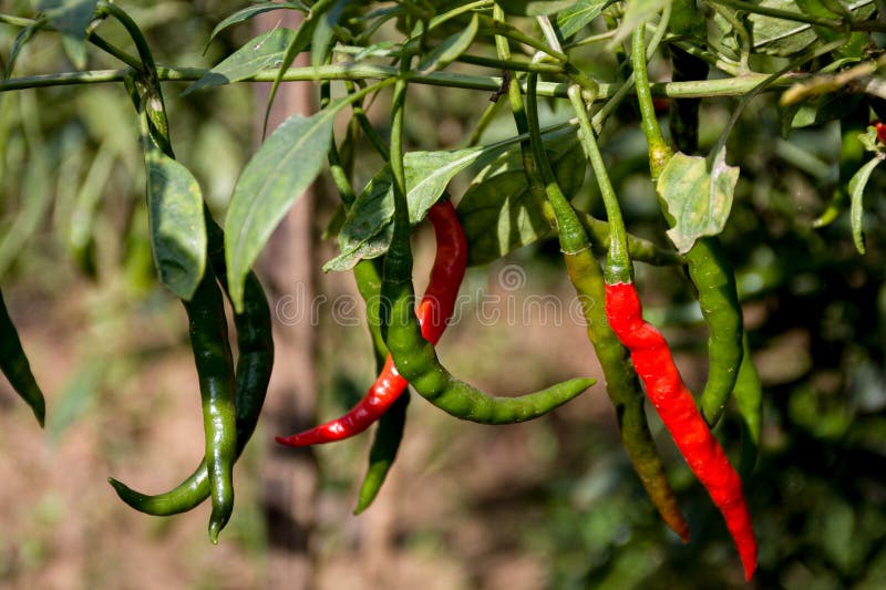 Chilli Field in the Countryside Stock Photo - Image of agricultural ...