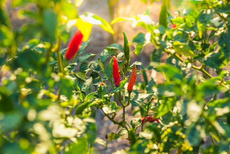 Chilli Field in the Countryside Stock Photo - Image of agriculture ...