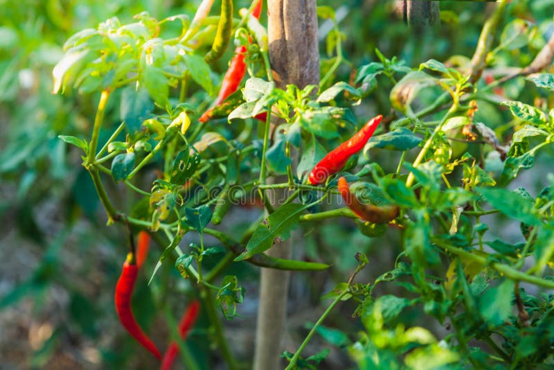 4,009 Chilli Field Stock Photos - Free & Royalty-Free Stock Photos from ...