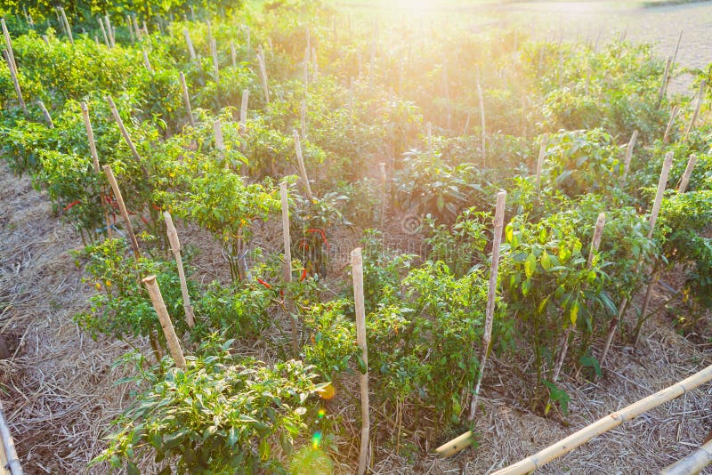 Chilli Field in the Countryside Stock Photo - Image of country, chilli ...