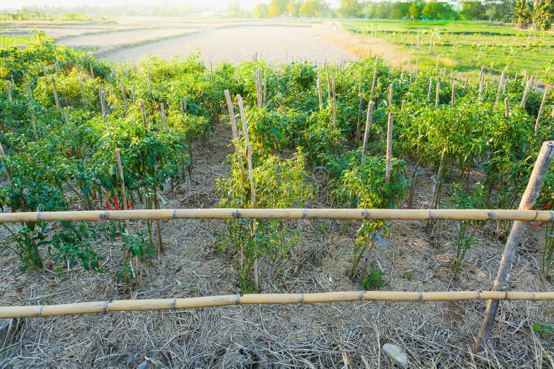 Red Chilli Field in Telangana India Stock Photo - Image of vegetable ...