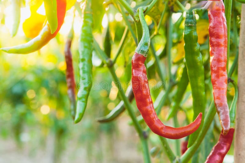 Green Chilli Field Stock Photos - Download 1,309 Royalty Free Photos