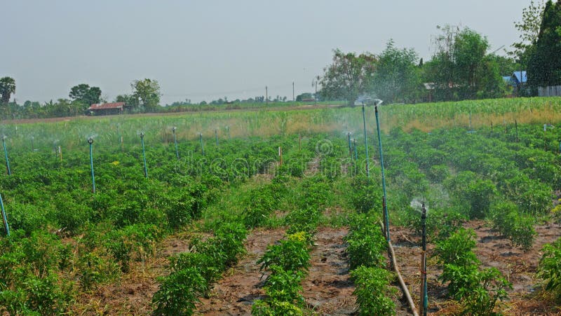 4,747 Chilli Farming Stock Photos - Free & Royalty-Free Stock Photos ...