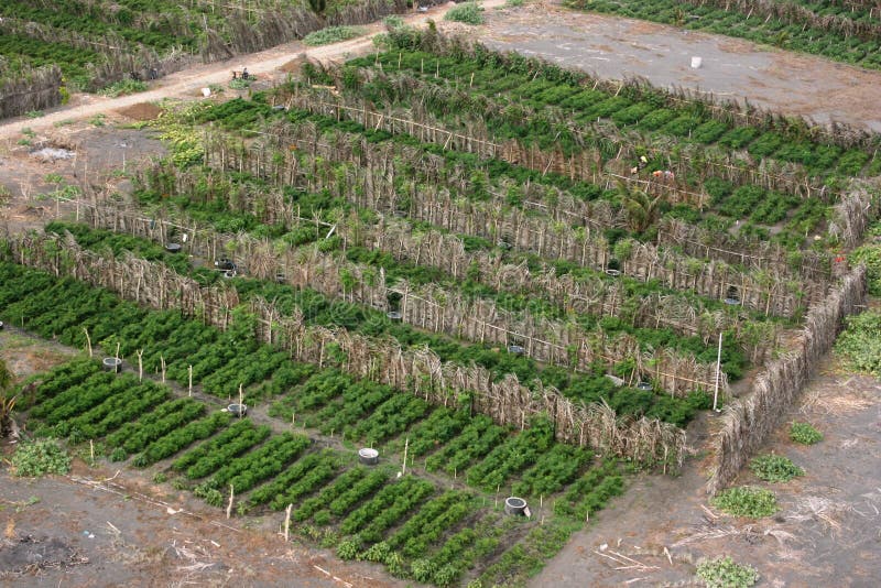 Chilli fields stock photo. Image of chily, green, ripe - 35935076