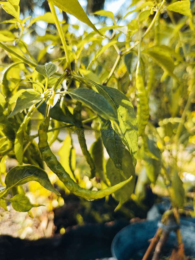 Chilli Fresh from the Tree Organik Stock Image - Image of organik, tree ...