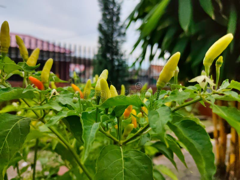Chilli fruit on the tree stock image. Image of tree - 229608937