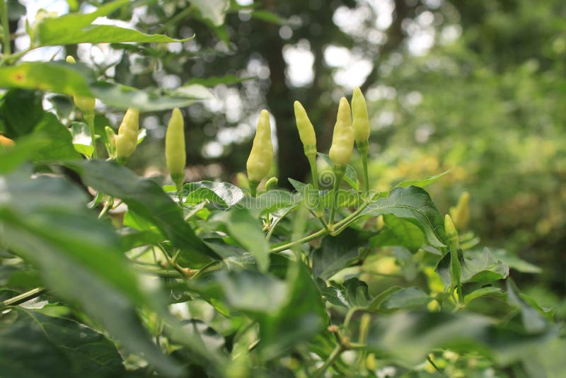 Chilli garden stock photo. Image of tripura, place, beautiful - 124367880