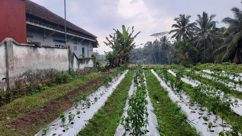 Chilli Garden on the Cloudy Stock Photo - Image of plant, flower: 267329576