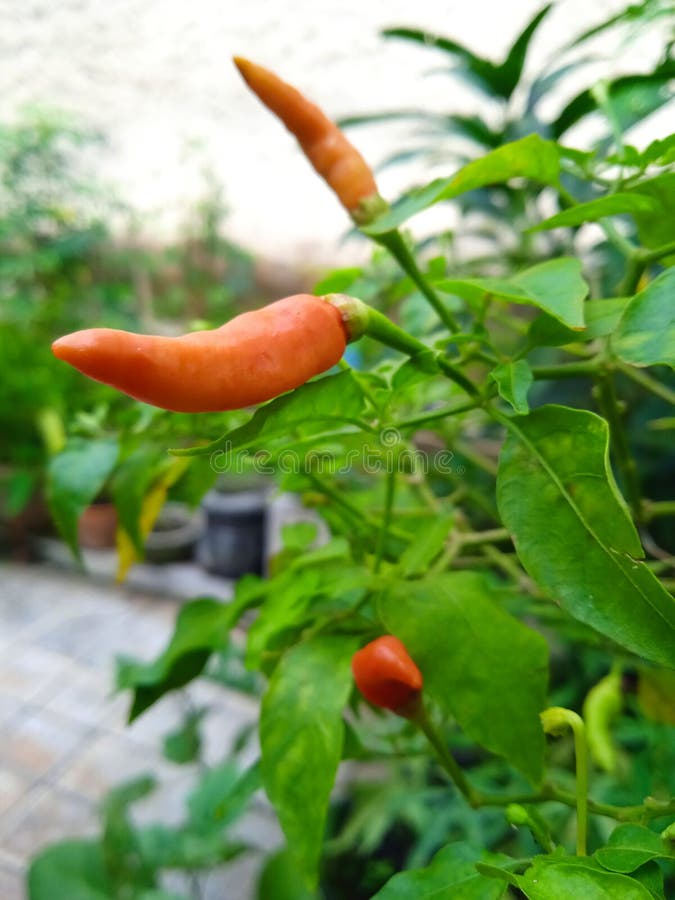 Chilli Good for Seasoning Food Stock Image - Image of seasoning ...