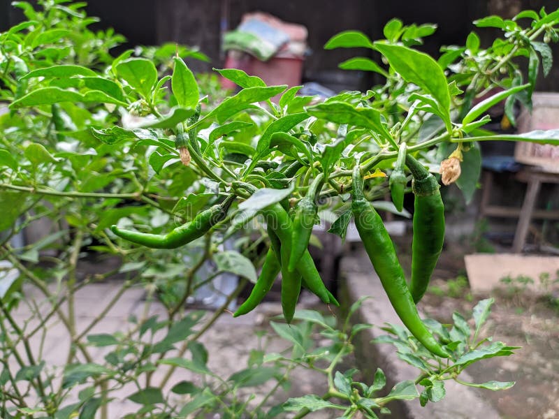 A Red Chilli in Green Plant Stock Photo - Image of chilli, single ...