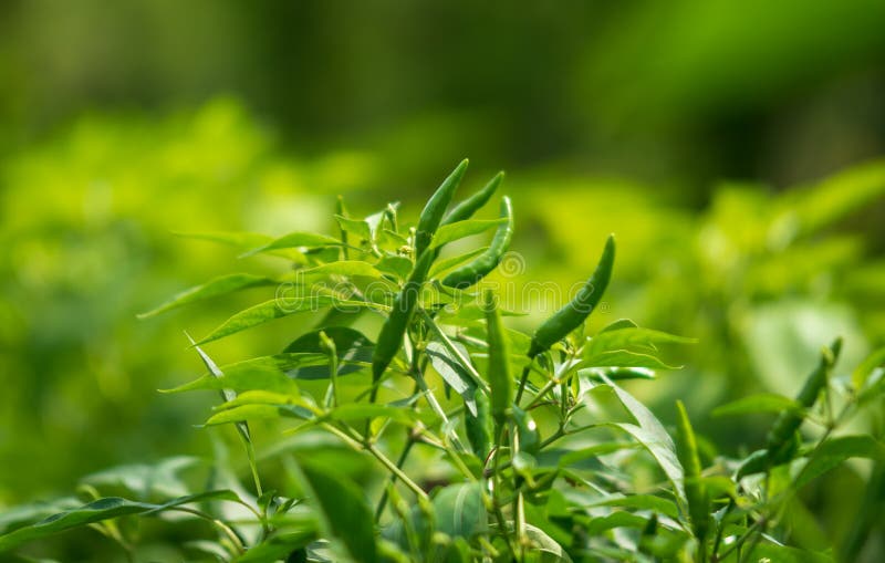 A Red Chilli in Green Plant Stock Photo - Image of chilli, single ...