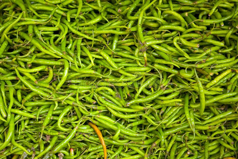 A Red Chilli in Green Plant Stock Photo - Image of chilli, single ...