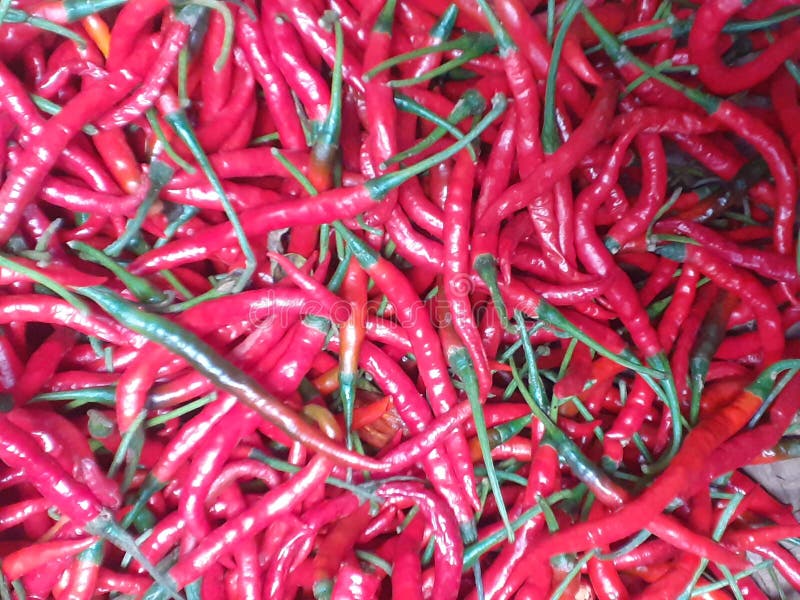 Chilli stock image. Image of spaicy, coocking, food - 248876647