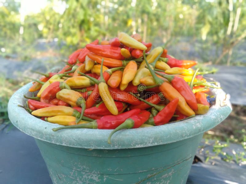 Chilli stock photo. Image of chilli, confused, price - 321205034
