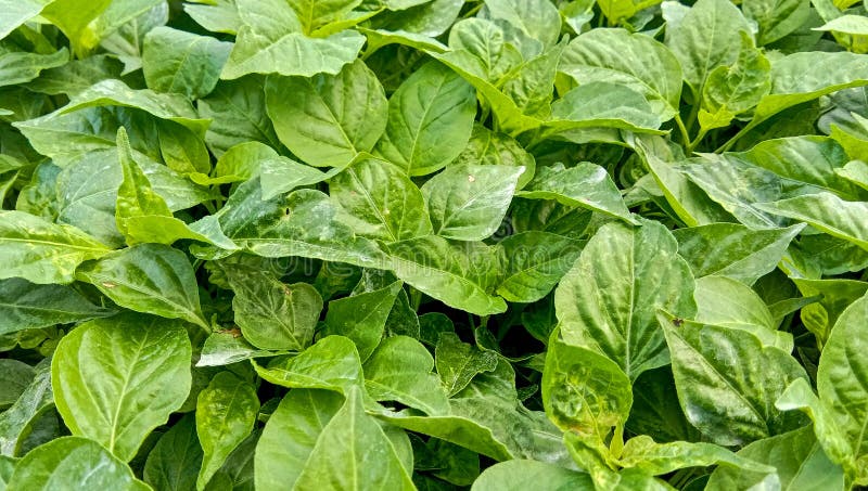 Chilli Leaves Chlorosis and Yellowing Stock Image - Image of healthy ...