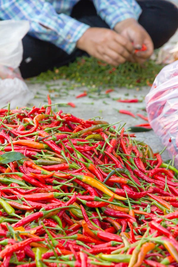Chilli in local market stock image. Image of group, pepper - 52405471