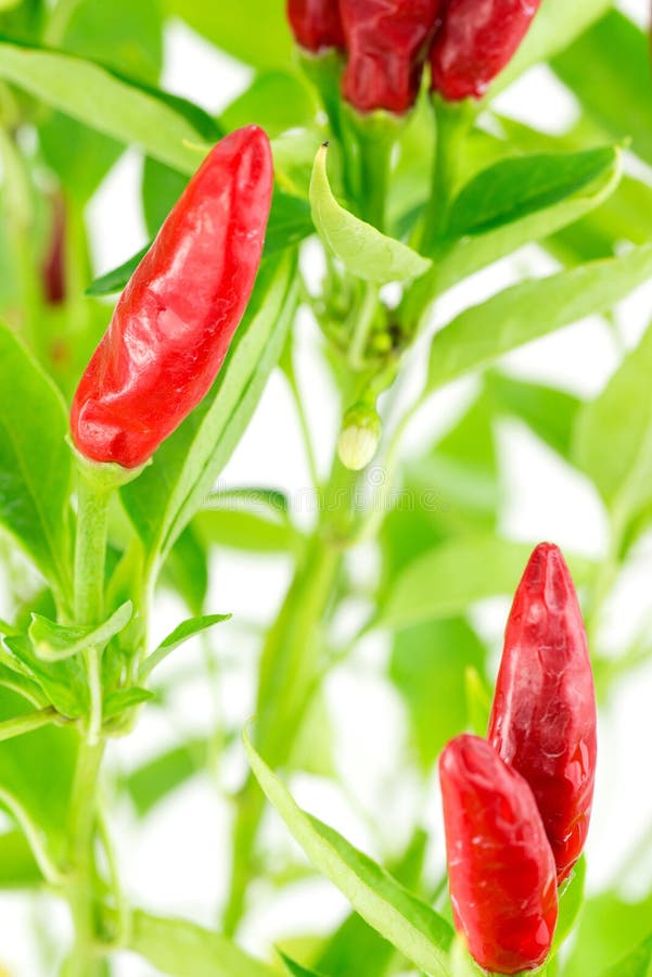 Chilli Look at the Sky stock image. Image of eating, fruit - 45116193