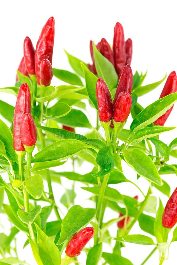 Chilli Look at the Sky stock image. Image of aromatic - 45116457