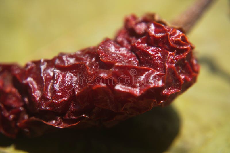 Chilli Macro Photo stock image. Image of dried, macro - 251842071