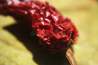Chilli Macro Photo stock image. Image of dried, macro - 251842071