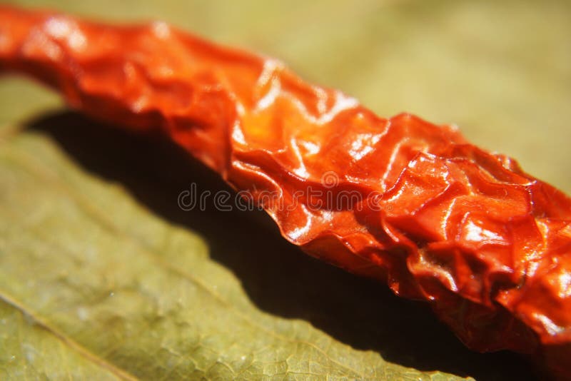 Chilli Macro Photo stock image. Image of dried, macro - 251842071