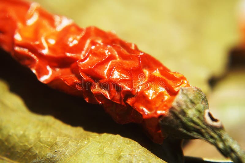 Chilli Macro Photo stock image. Image of dried, macro - 251842071