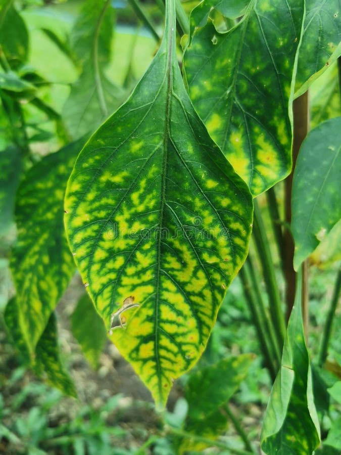 Chilli Minor and Trace Element Defficiency Stock Image - Image of ...