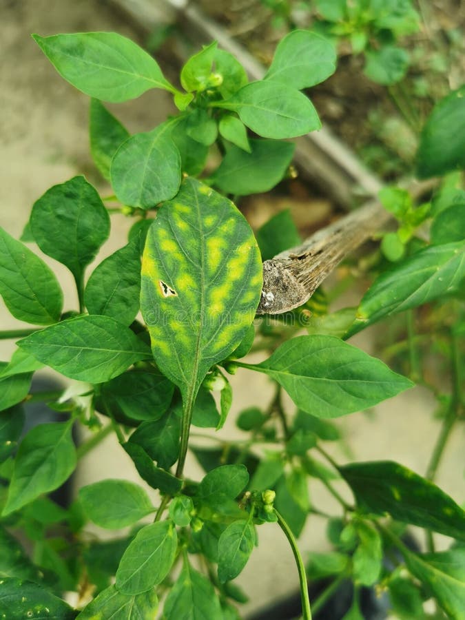 Trace Element Deficiency On Lime Leaves Stock Image - Image of element ...