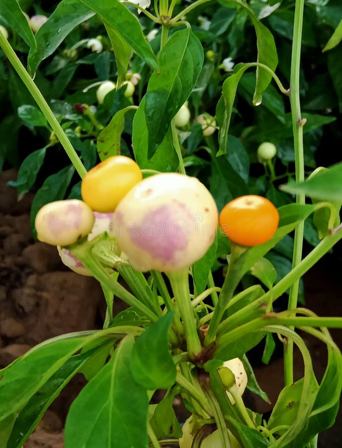 Chilli Nice Looking Image India Stock Photo - Image of chilli, nice ...