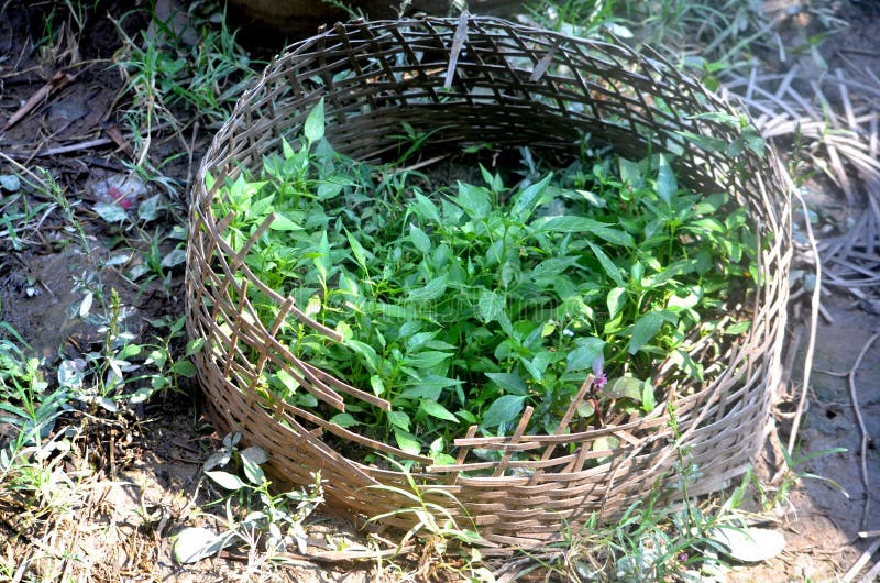 Chilli Tree. stock image. Image of countryside, area - 173059961