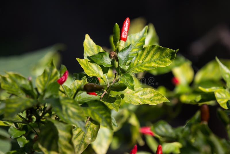 Birds at padi field stock image. Image of rice, field - 38736687
