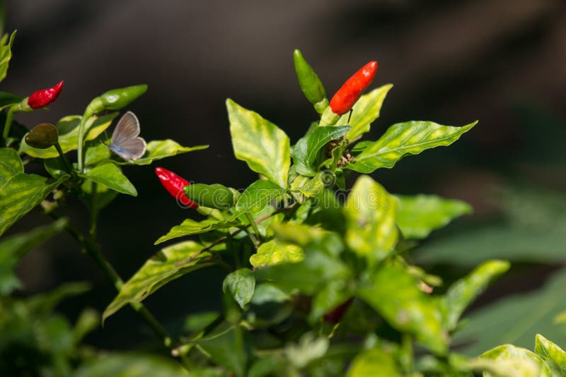 Chilli Padi or Bird S Eye Chilli Stock Photo - Image of fresh, tree ...