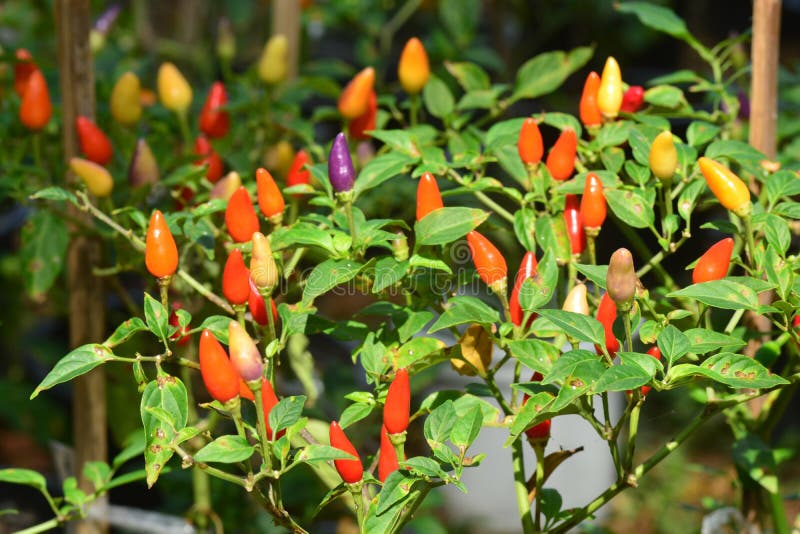 Chilli Padi, Bird`s Eye Chilli, Bird Chilli, Thai Pepper Stock Image ...