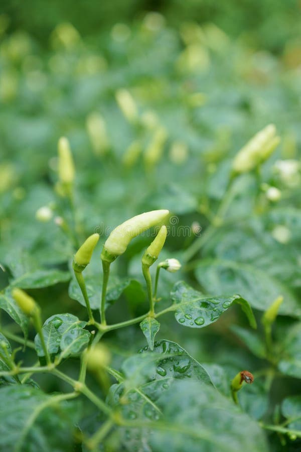 Chilli Padi Plant stock photo. Image of floral, fiery - 35045920