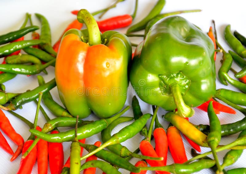 Chilli papper thai stock image. Image of thailand, mage - 38237387