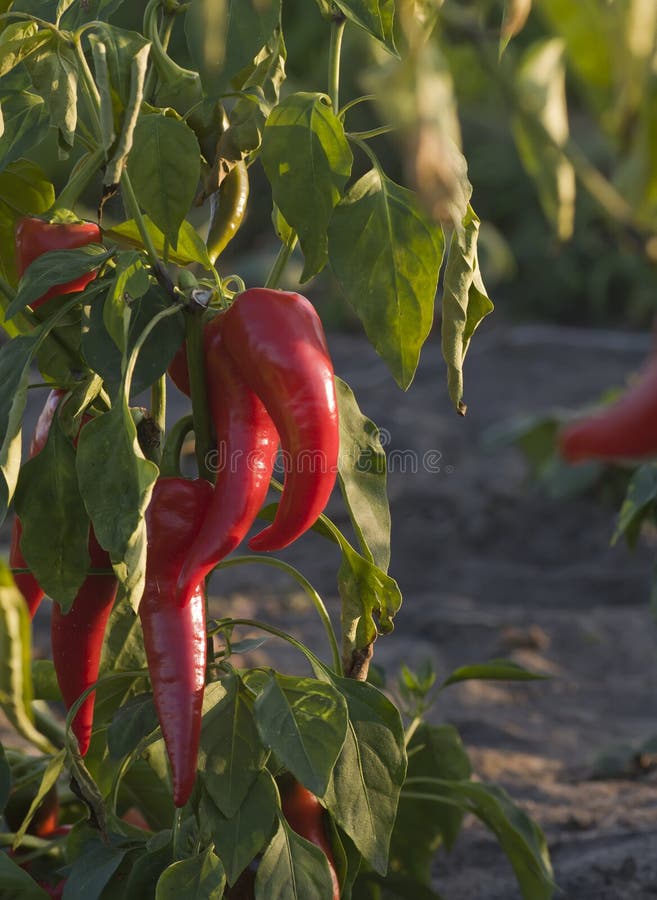Chilli pepper stock image. Image of dirt, chilli, sunny - 11149983