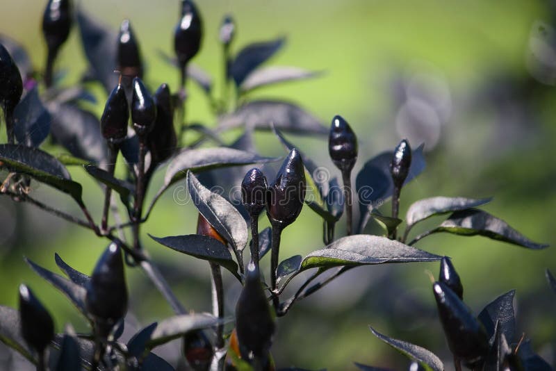 Chilli Pepper Stock Photos - Image: 33797303