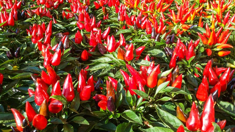 Chilli Pepper stock image. Image of potted, chilli, multi - 44900043