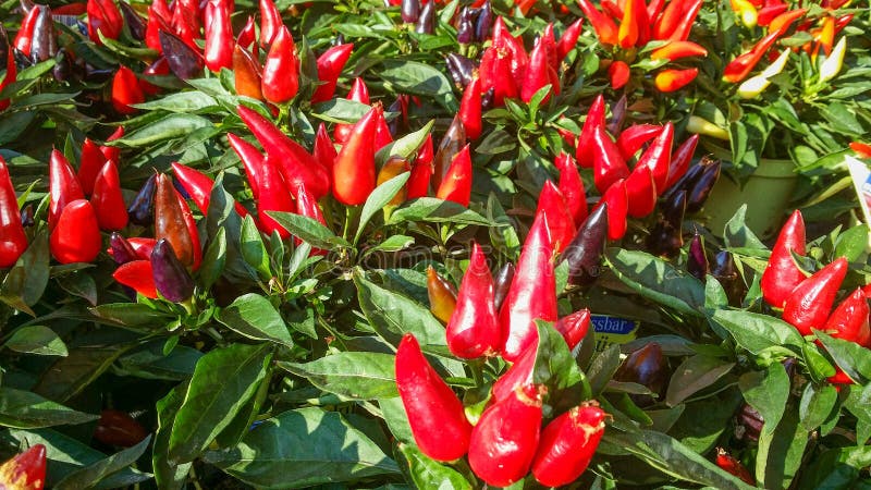 Chilli Pepper stock photo. Image of green, annuum, capsicum - 44900068