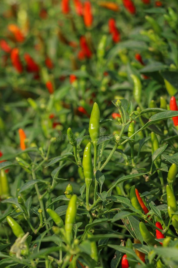 Chilli Pepper Tree at Garden in Thailand Stock Image - Image of ...