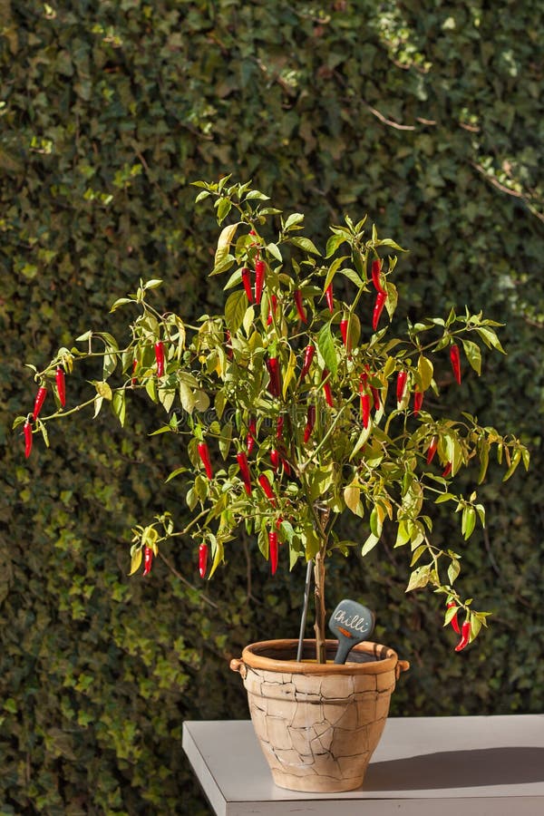 Chilli Pepper in the Garden. Growing Vegetables. Hot Spices in the Food ...