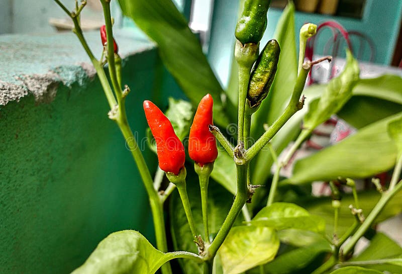 Chilli pepper stock photo. Image of grown, chilli, green - 97295722