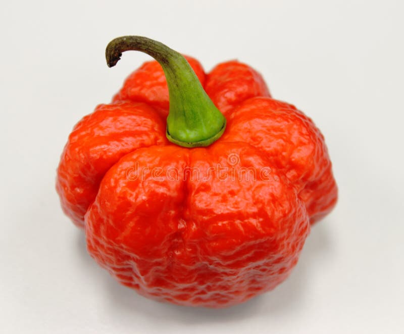 Chilli pepper stock image. Image of capsaicin, plant - 76408135