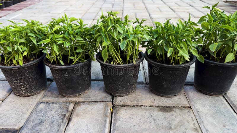 Chilli Pepper Seedlings in Plastic Pots in a Row Stock Footage - Video ...