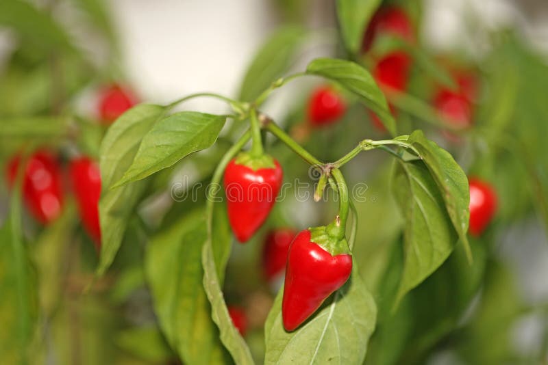 Chilli pepper tree stock photo. Image of green, vegetable - 13589590