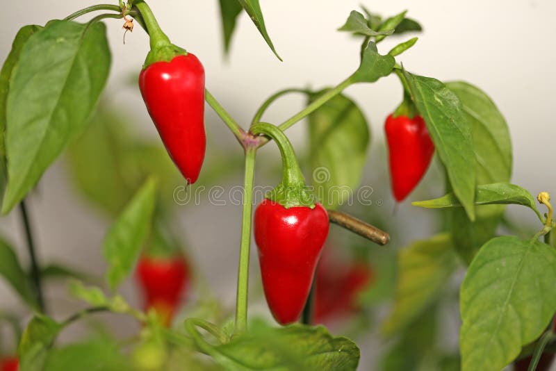 Chilli pepper tree stock photo. Image of agriculture - 13589636