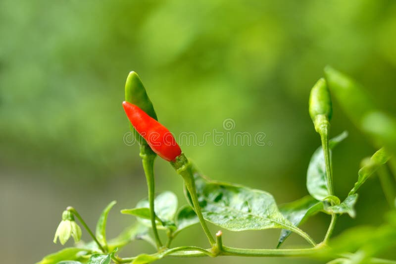 Chilli pepper on tree. stock photo. Image of garden, tasty - 98475140