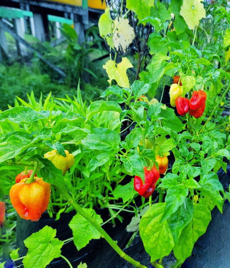 A Chilli Pepper Tree Smothered in the Morning Dew Stock Image - Image ...