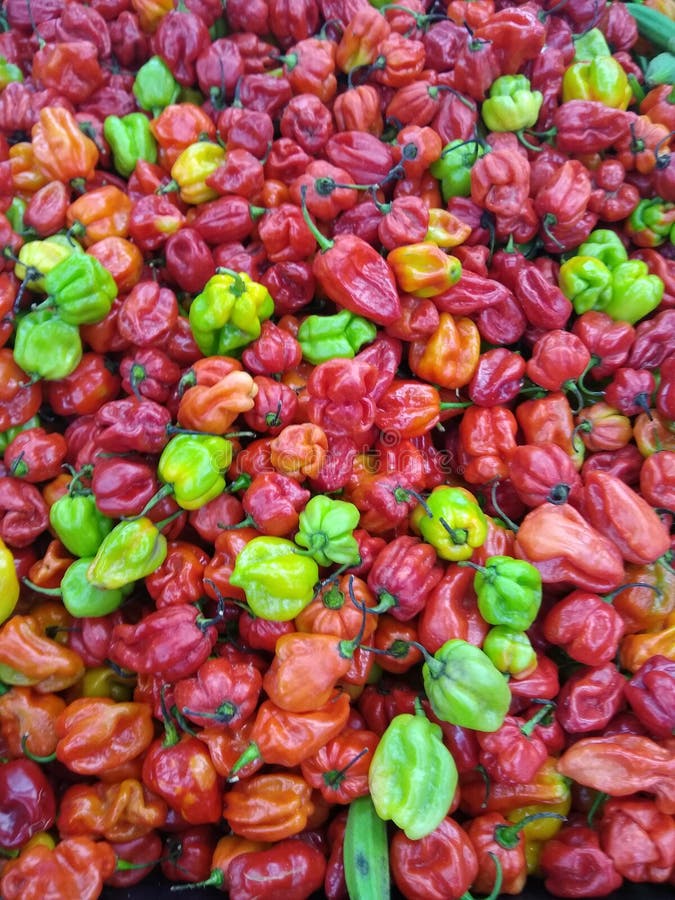 Chilli peppers stock photo. Image of spicy, chilli, recipe - 140363186